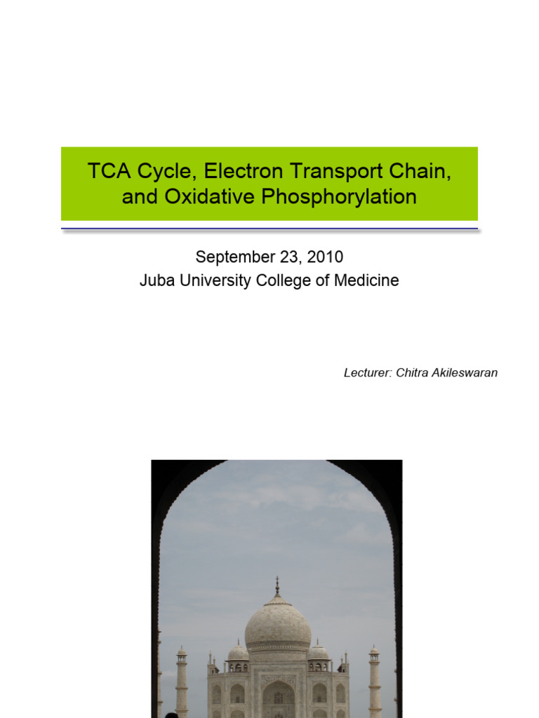 TCA Cycle, ETC, and Oxidative Phosphorylation | PDF | Citric Acid Cycle ...