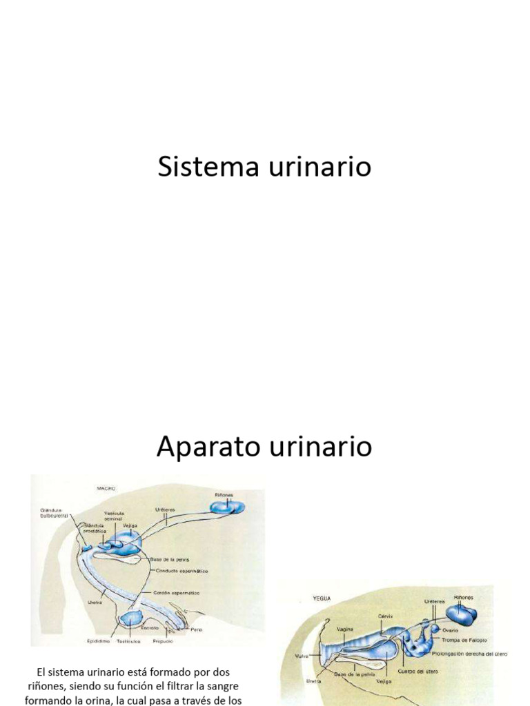 Sistema Urinario 2 | PDF | Riñón | Sistema urinario