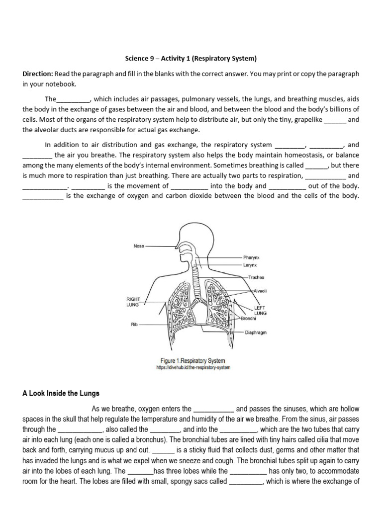 Respiratory System Activity 1 | PDF | Lung | Respiratory System