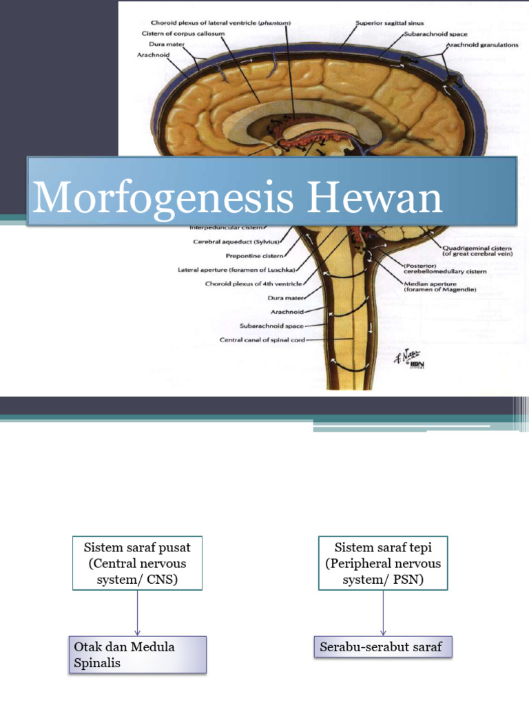 Pertemuan 4 Morfogenesis Otak Dan Medulla Spinalis | PDF