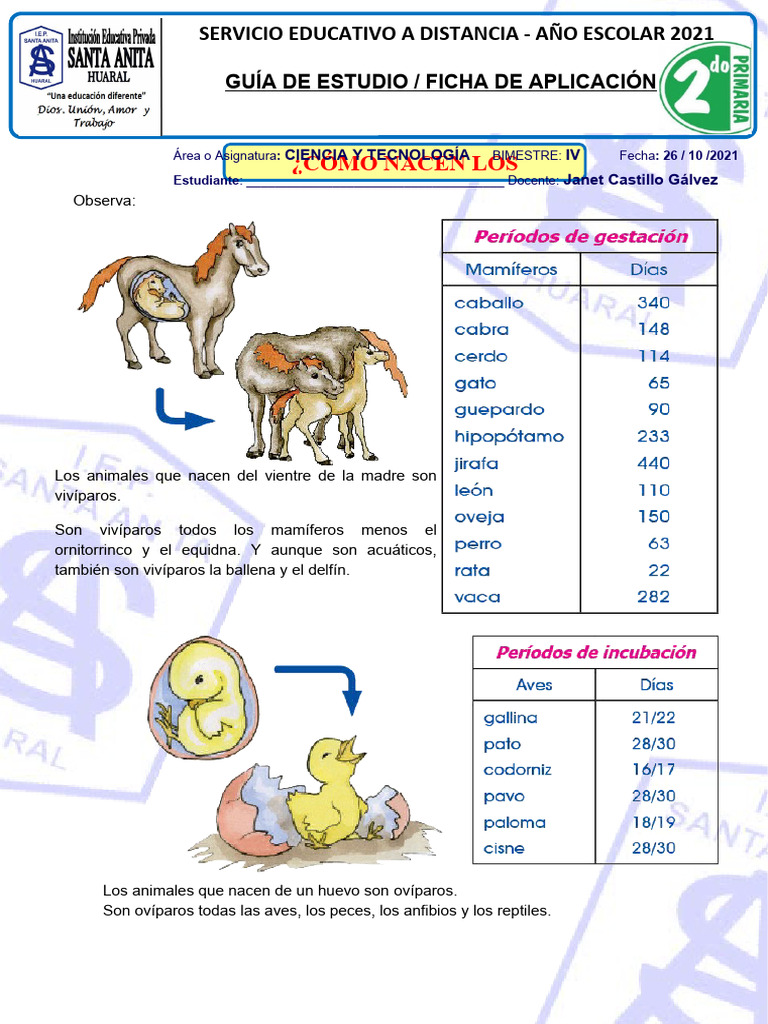 Animales Viviparos y Oviparos | PDF | Huevo | Reptil