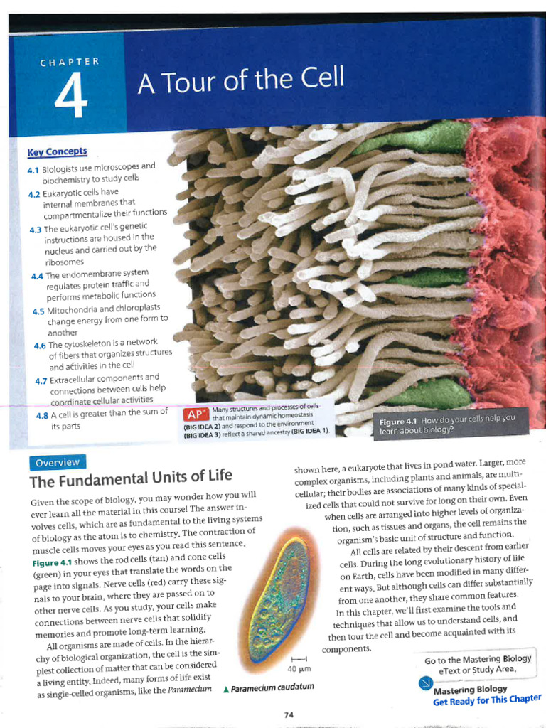 AP Bio Textbook - Chapter 4 | PDF