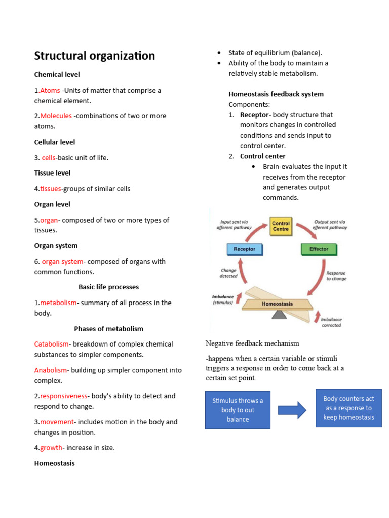 Structural Organization | PDF | Cell (Biology) | Homeostasis
