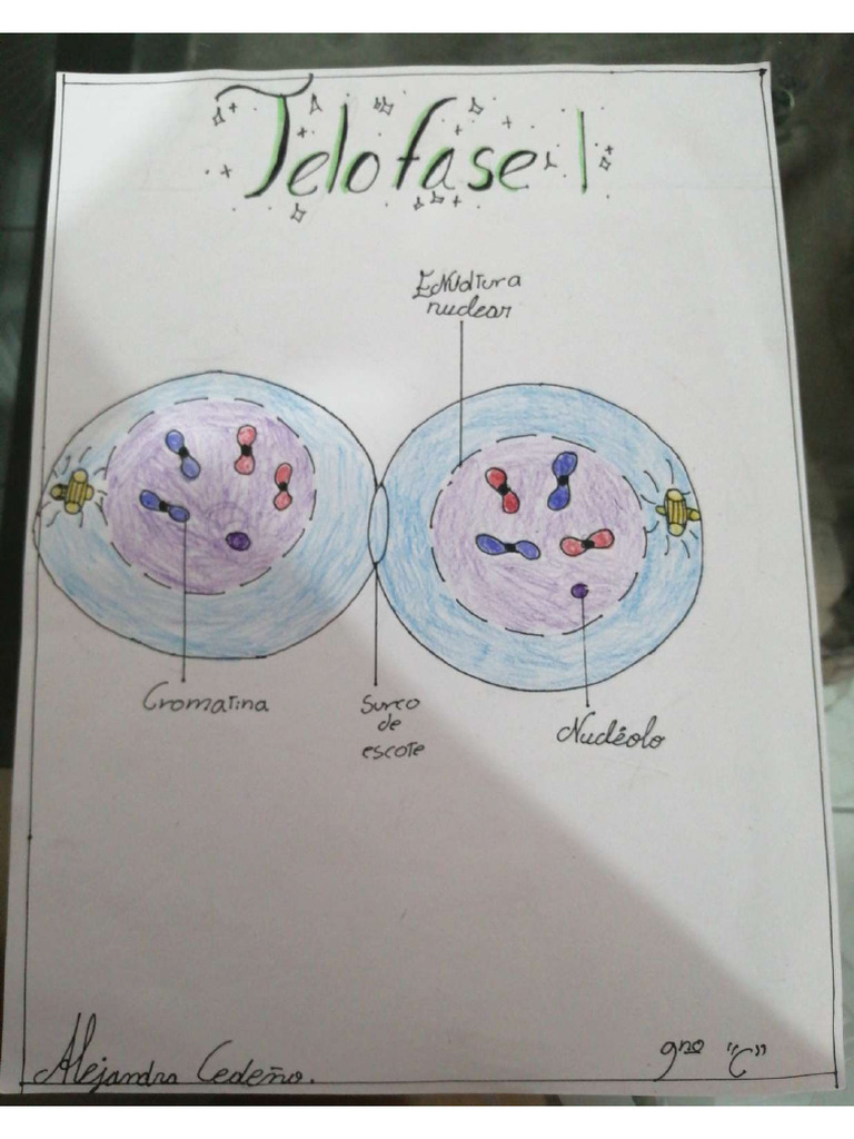 TELOFASE | PDF