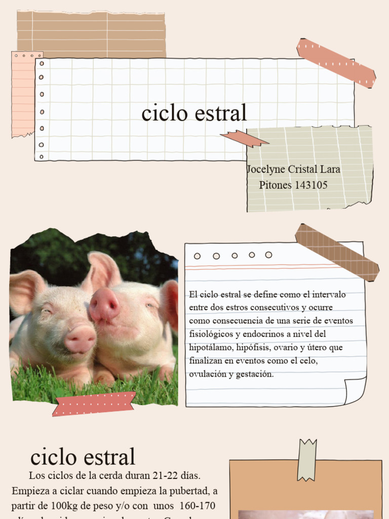 Ciclo Estral | PDF | Hormona luteinizante | Gonadotropina