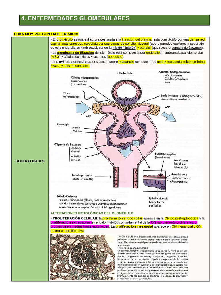 Enfermedades Glomerulares | PDF | Especialidades Medicas | Urología