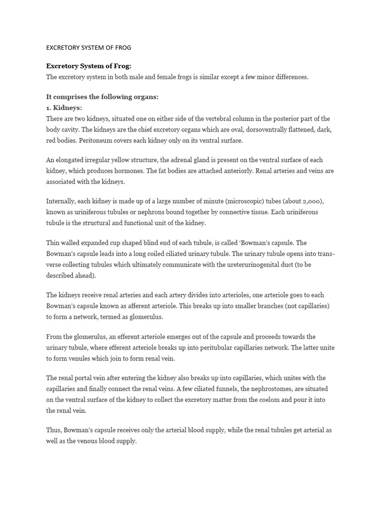 Excretory System of Frog | PDF | Kidney | Urinary System