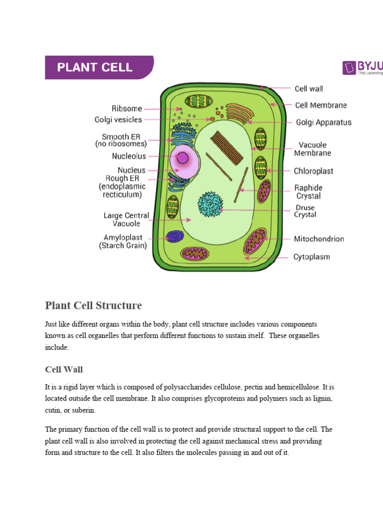 Overview of Plant Cell Structure | PDF