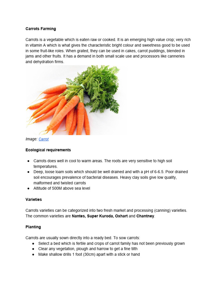 Carrots Farming | PDF | Carrot | Sowing