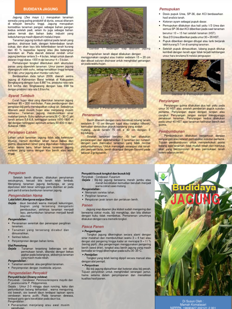 Mamah Leaflet Jagung | PDF