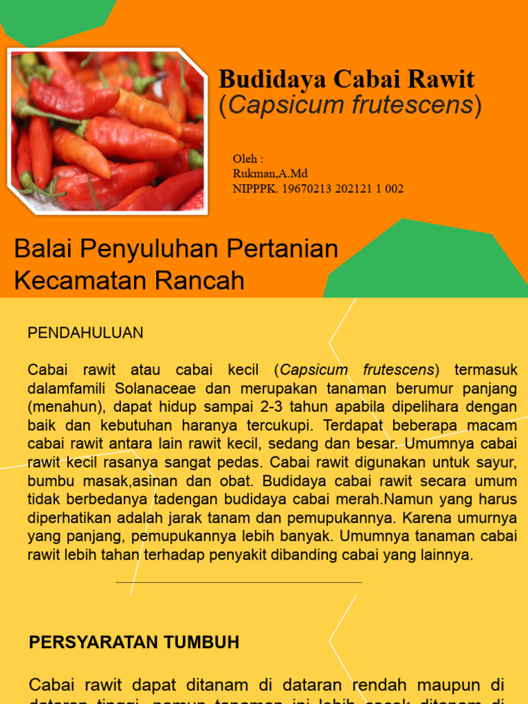 Rukman PPT Budidaya Cabai Rawit | PDF