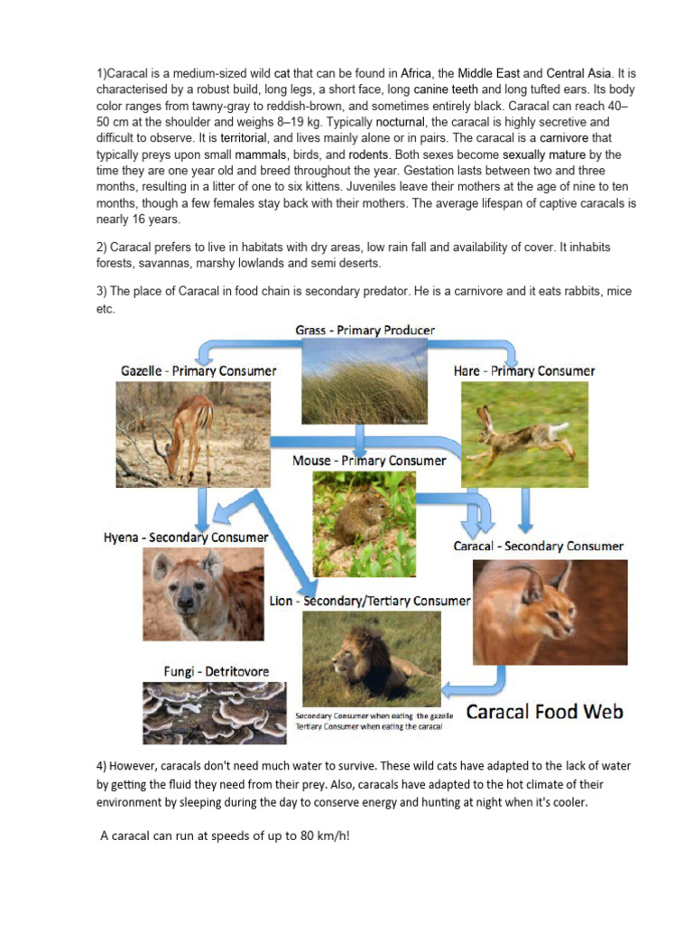 Caracal: Predator in the Food Chain | PDF | Home & Garden