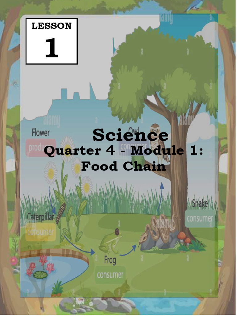 Understanding the Food Chain Basics | PDF | Food Web | Systems Ecology