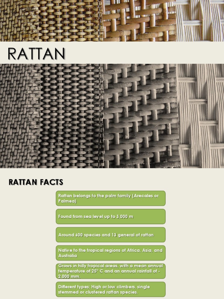 Rattan | PDF | Agriculture | Conservation