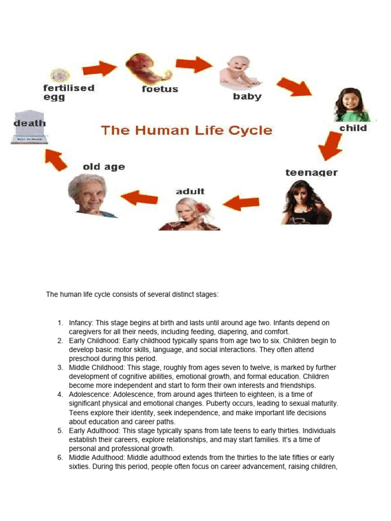 Stages of the Human Life Cycle | PDF