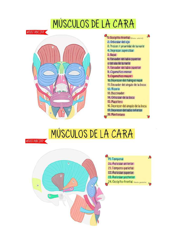 Anatomía de la ATM y Músculos Masticadores | PDF | Articulación ...