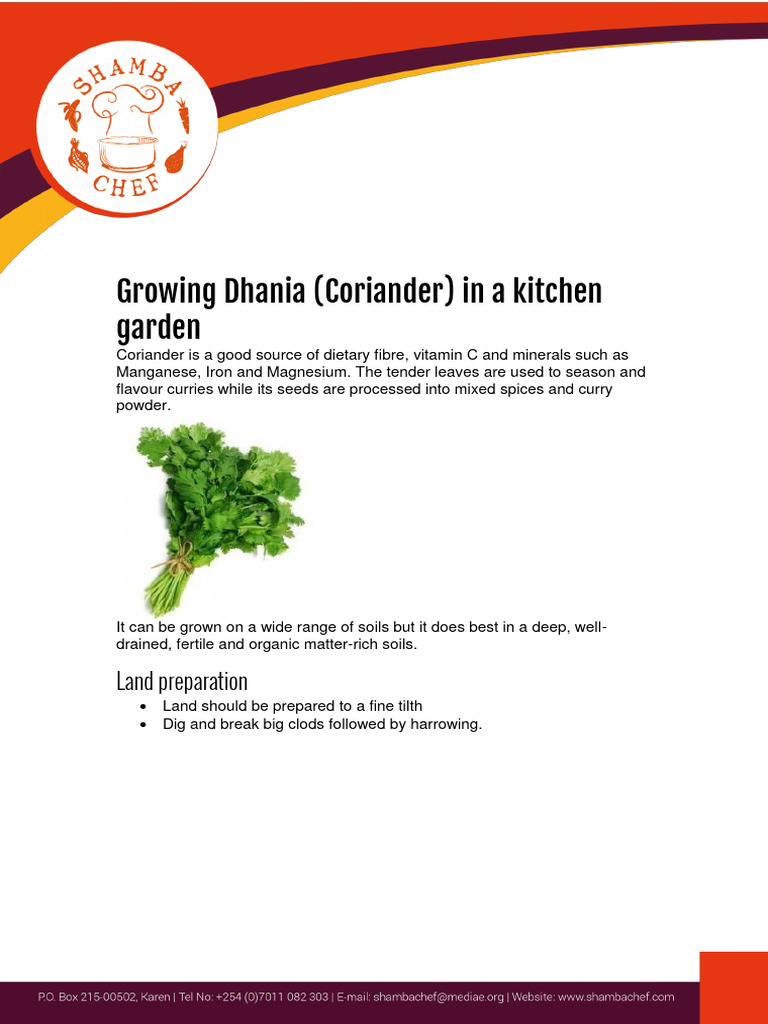 Corriander Guide | PDF | Coriander | Sowing