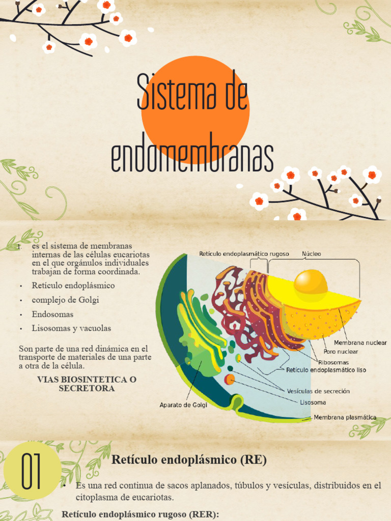Sistema de endomembranas | PDF | Retículo endoplásmico | Lisosoma