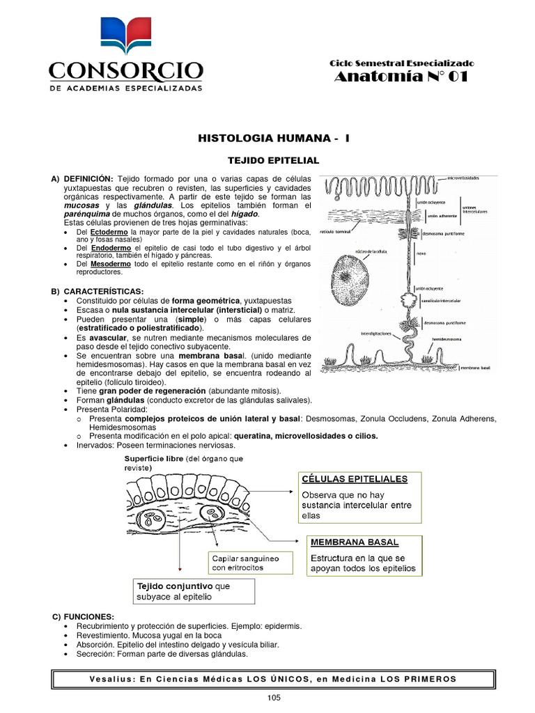 10a - Sem 01 - Anatomía - PR | PDF | Epitelio | Tejido conectivo