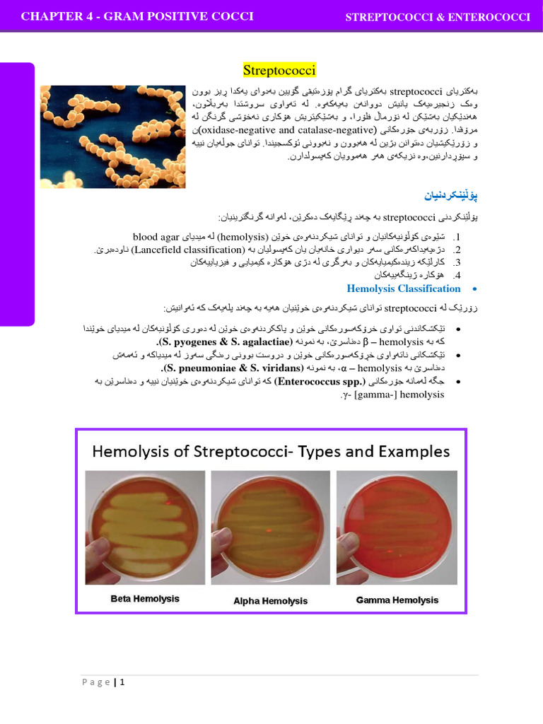 2 Streptococcus | PDF