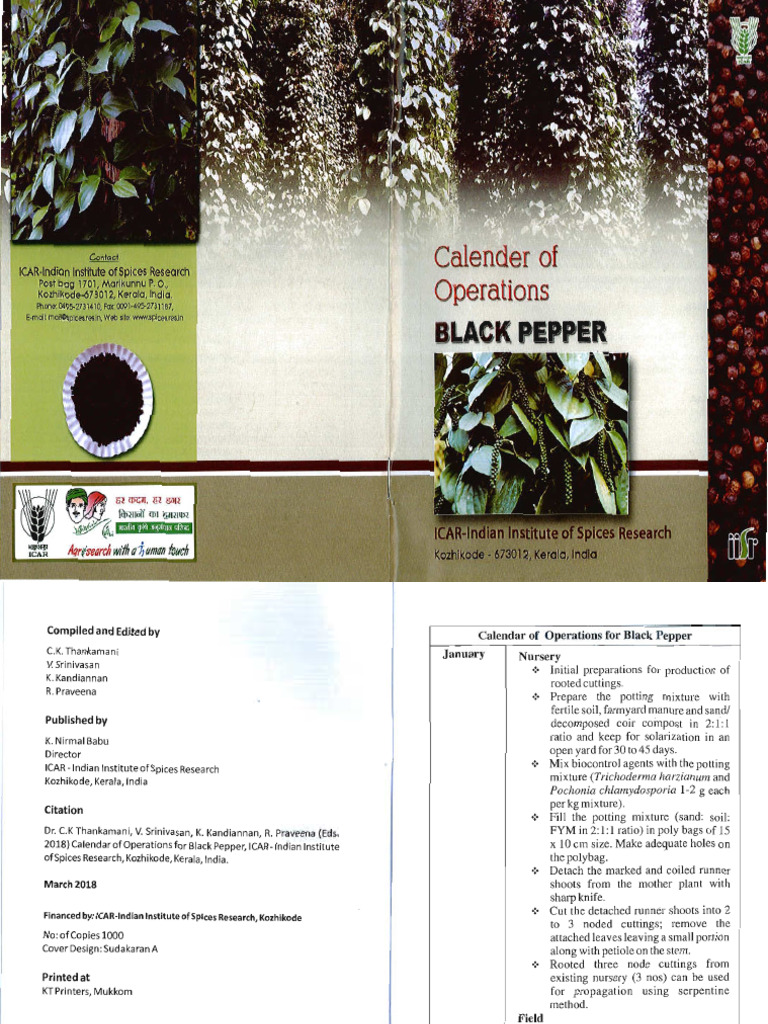 Black Pepper Final | PDF