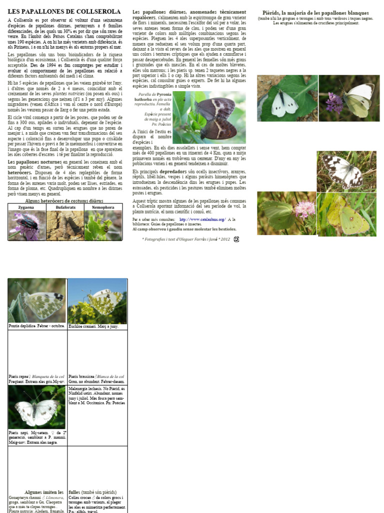 Triptic Papallones Collserola | PDF
