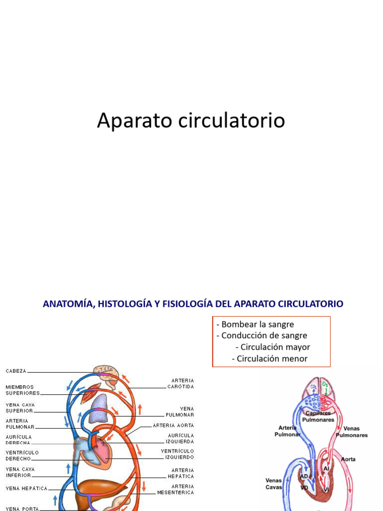 Anatomía y Fisiología del Aparato Circulatorio | PDF | Corazón ...