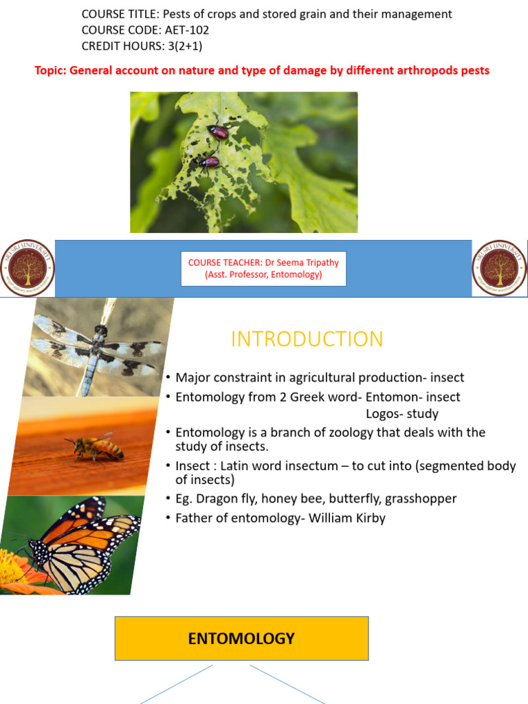 Types of Crop Damage by Insect Pests | PDF | Insects | Pest (Organism)