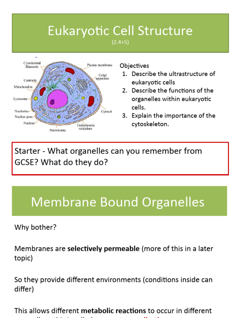 Eukaryotic Cell Struc | PDF | Cell (Biology) | Eukaryotes