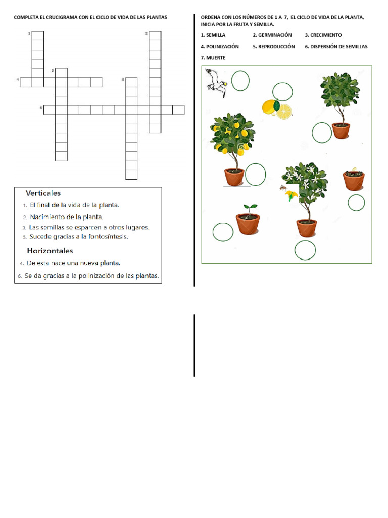 Hoja De Trabajo Sobre El Ciclo De Vida De Una Semilla Tipos De