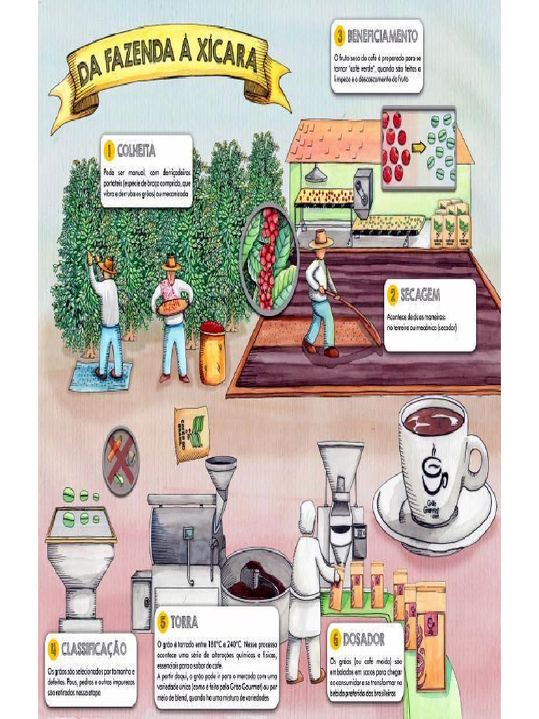 Producao de Cafe | PDF