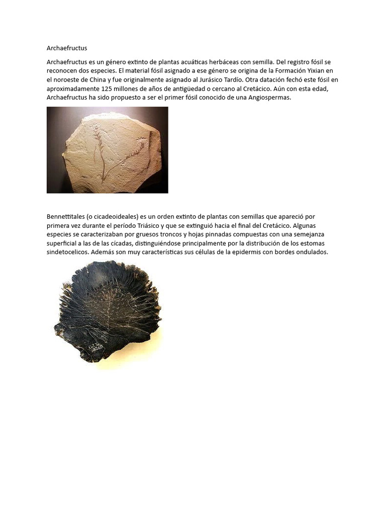 Archaefructus: Primeras Angiospermas Fósiles | PDF | Hogar, jardinería ...