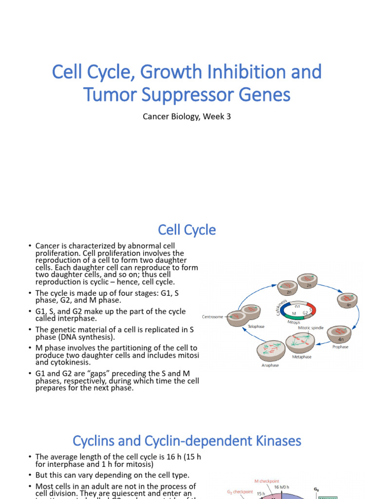 Cancer Biology | PDF | Cell Cycle | P53