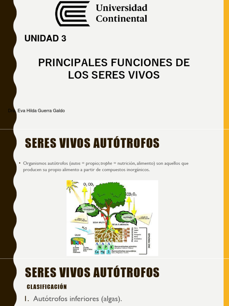 Organismos Autótrofos: Definición y Ejemplos | PDF | Algas | Digestión