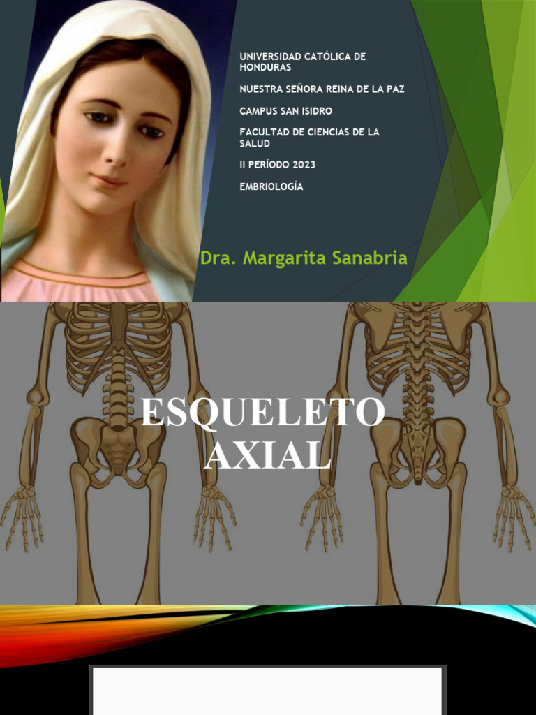 Esqueleto Axial | PDF