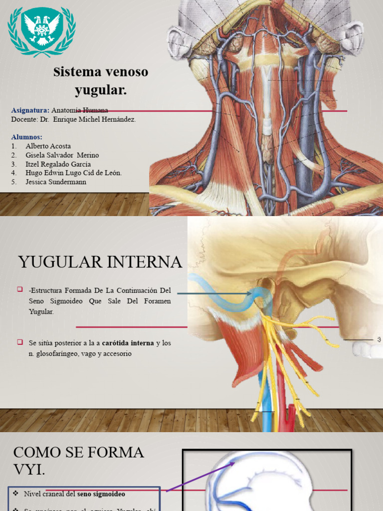 Yugular Interna, Externa | PDF | Sistema cardiovascular | Anatomía