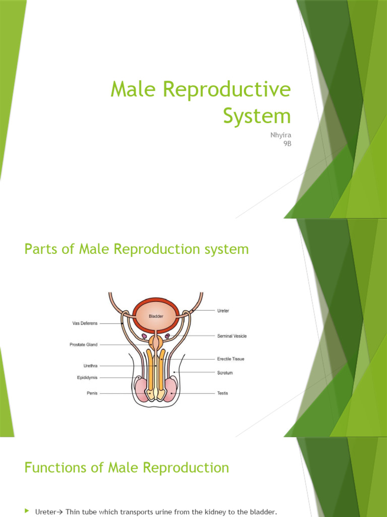 Male Reproductive System | PDF | Science & Mathematics