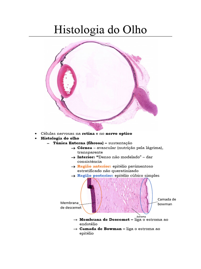 Anatomia E Histologia Do Olho , Via visual: Anatomia, componentes e ...