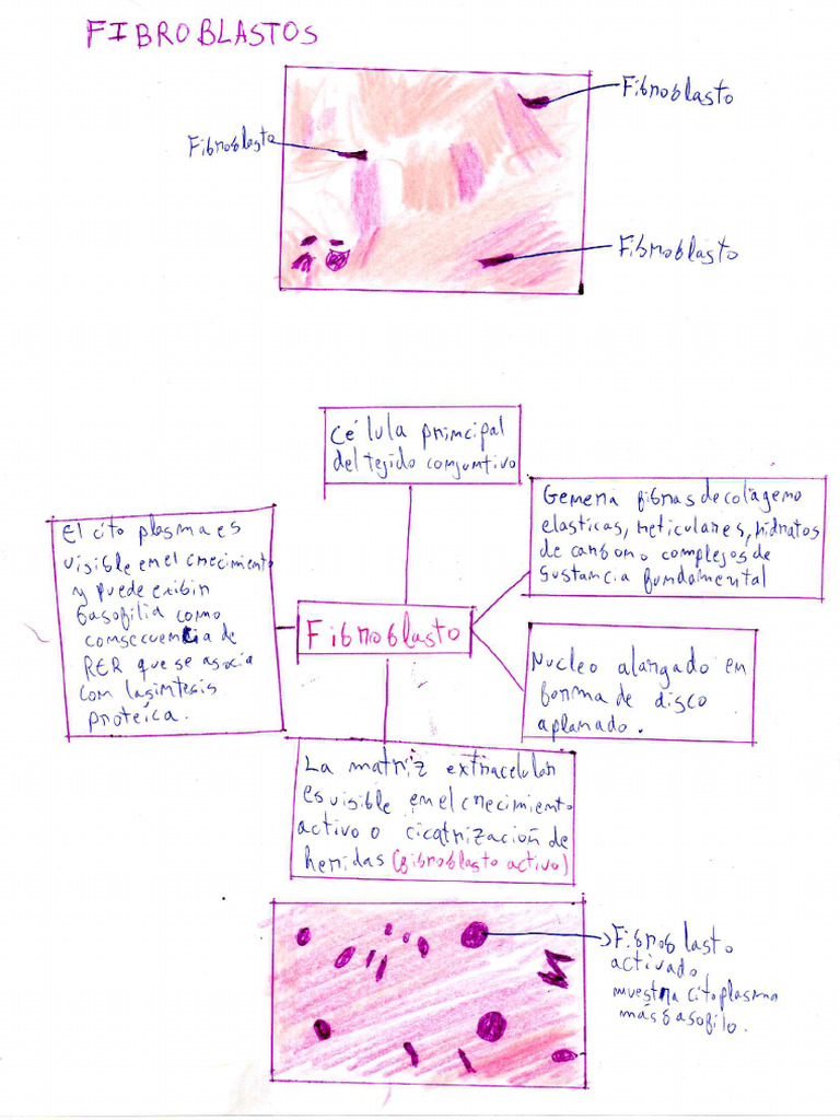 FIBROBLASTOS Dibujo | PDF