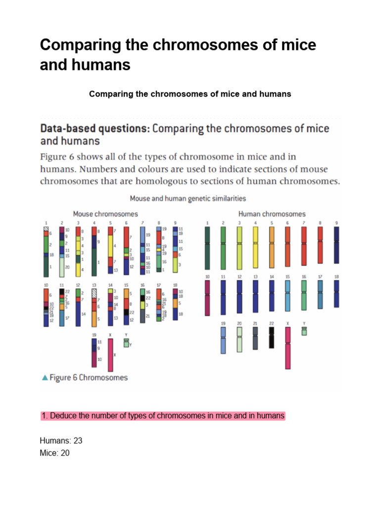 Comparing The Chromosomes of Mice and Humans | PDF | Social Science ...