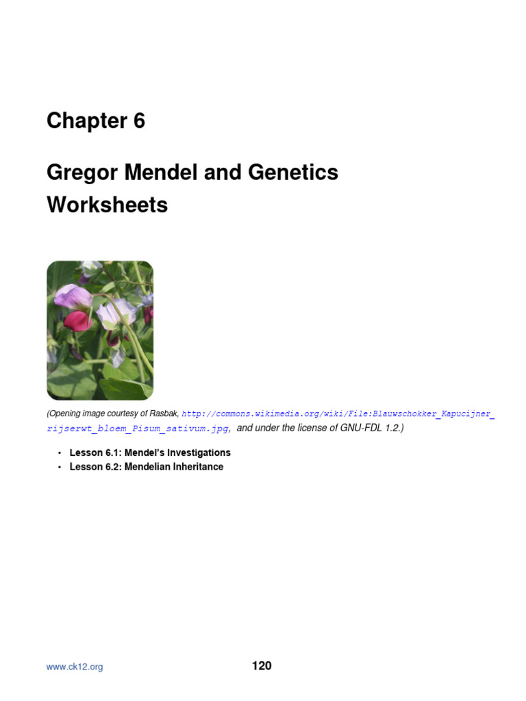 Genetics Worksheets for Students | PDF | Dominance (Genetics) | Genotype
