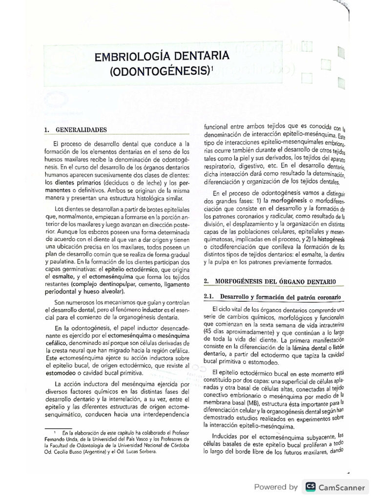 Embriología Dentaria (Odontogenesis) | PDF