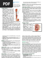 ESÒFAGO (Anatomía, Embriología, Histología y Fisiología) | PDF ...