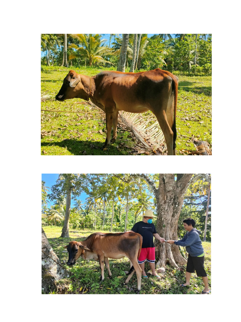 Kasulatan Baka | PDF