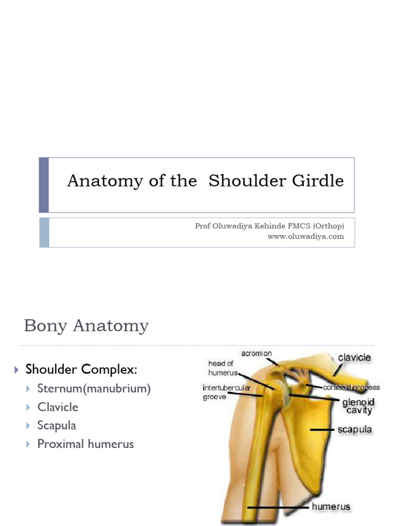 Shoulder Girdle Anatomy Overview | PDF | Arm | Anatomical Terms Of Motion