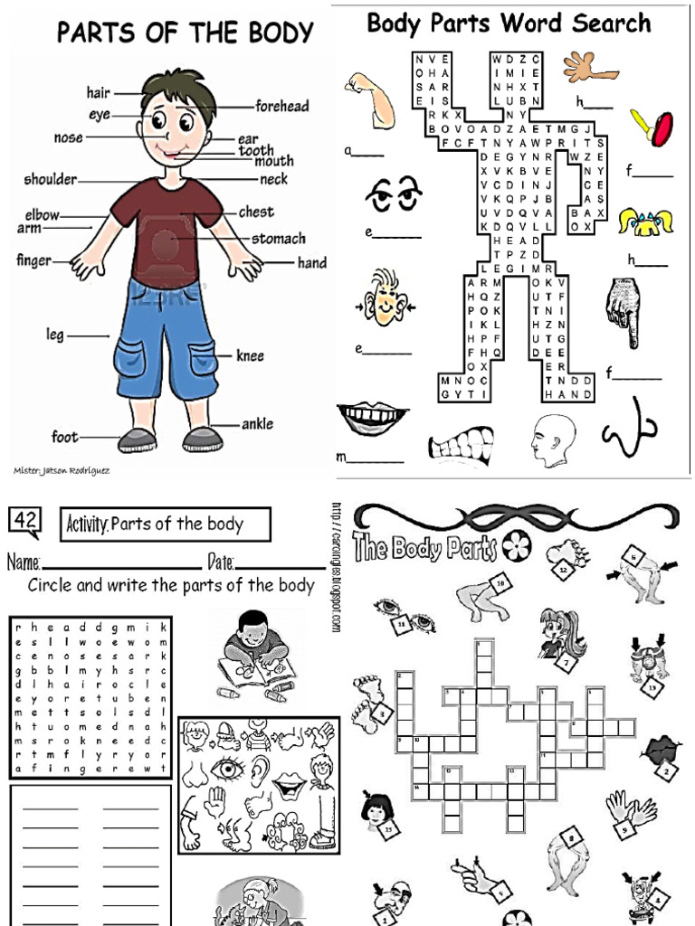 Parts of The Body | PDF