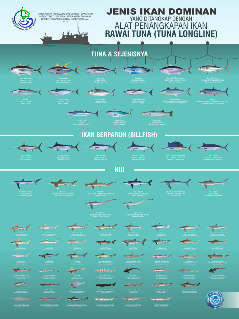 Dominant Tuna Species in Longline Fishing | PDF | Tuna | Fish