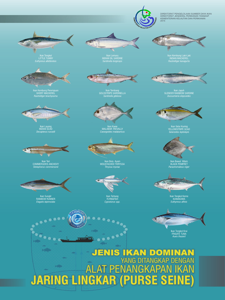 7 - Poster Jenis Ikan Dominan Dengan API Purseseine Final | PDF