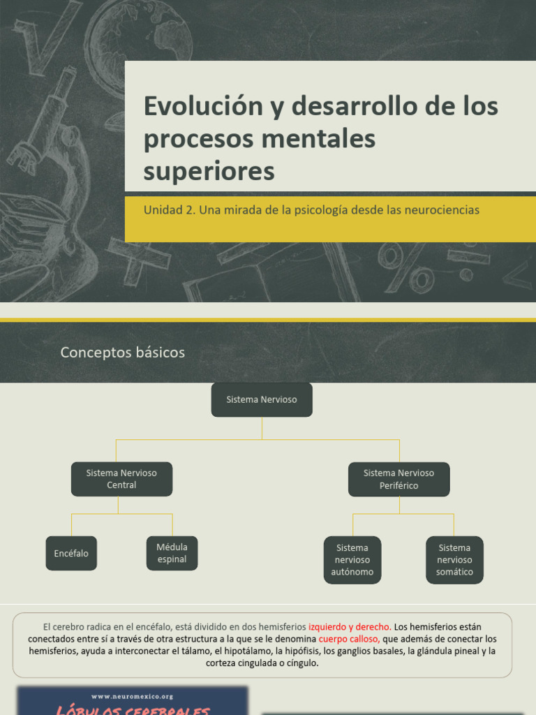 Evolución y Desarrollo de Los Procesos Mentales Superiores | PDF ...