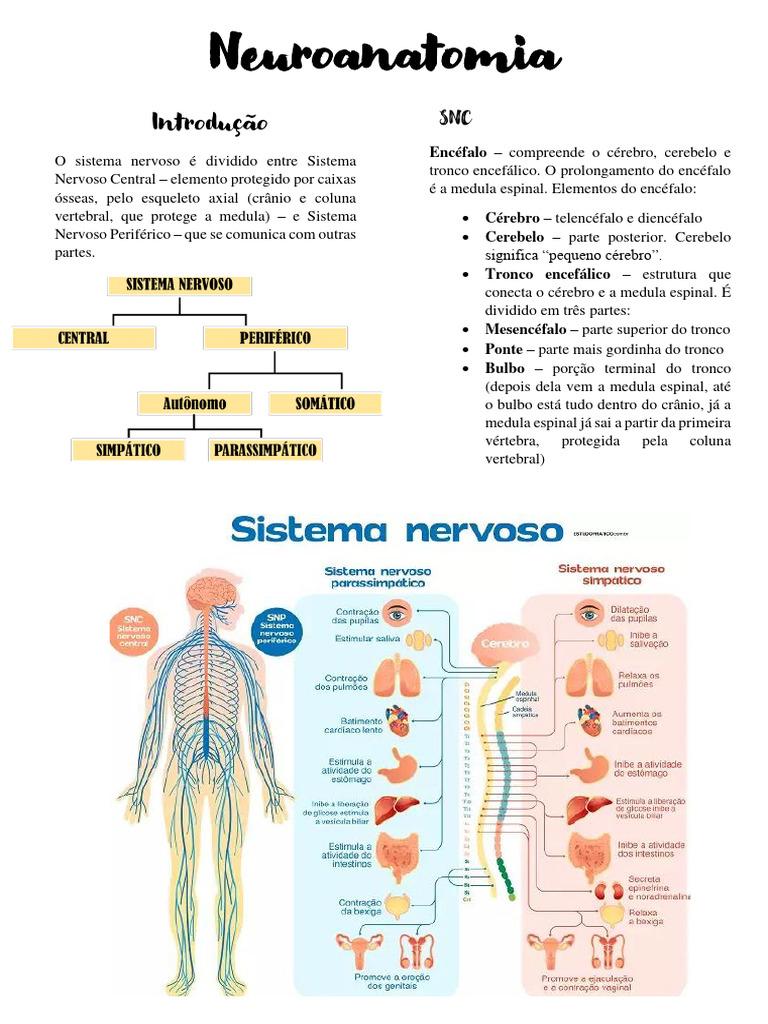 Neuroanatomia Resumo | PDF | Medula espinhal | Cérebro